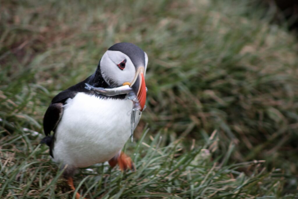 Best Spot For Puffins In Iceland: Hafnarhólmi