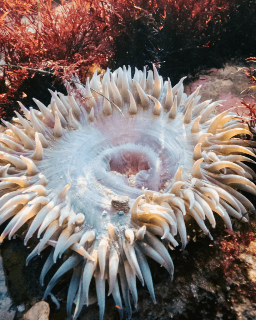 California: Exploring Crystal Cove Tide Pools And Little Treasure Cove ...