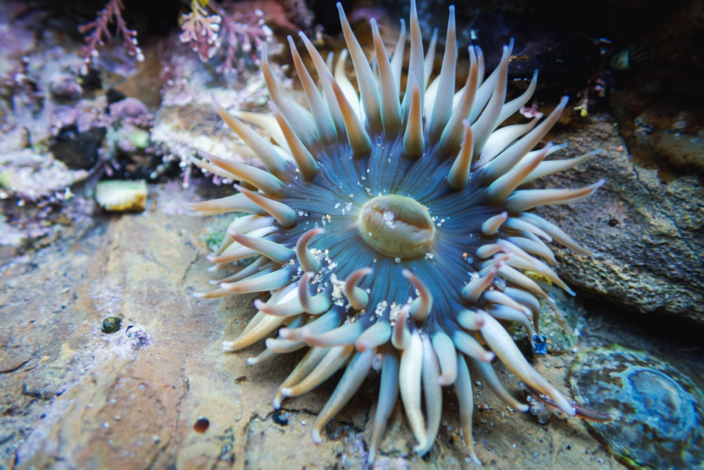 California: Exploring Crystal Cove Tide Pools And Little Treasure Cove ...