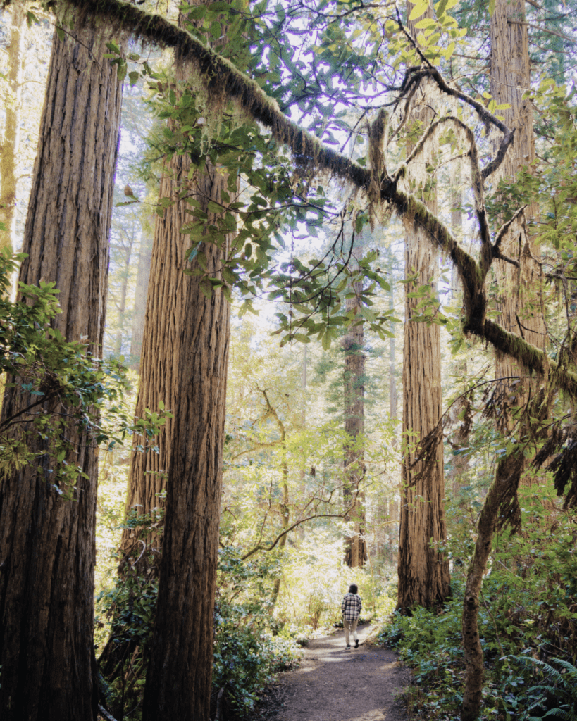 The Ultimate 7-Day California Redwood Road Trip Itinerary ...