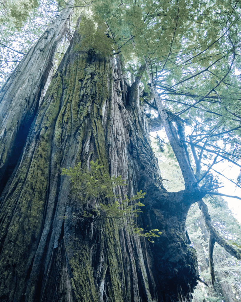 The Ultimate 7-Day California Redwood Road Trip Itinerary ...