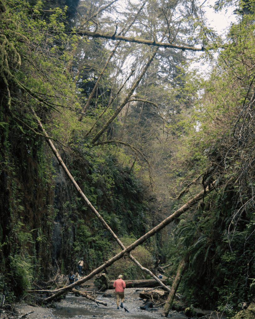 The Ultimate 7-Day California Redwood Road Trip Itinerary ...